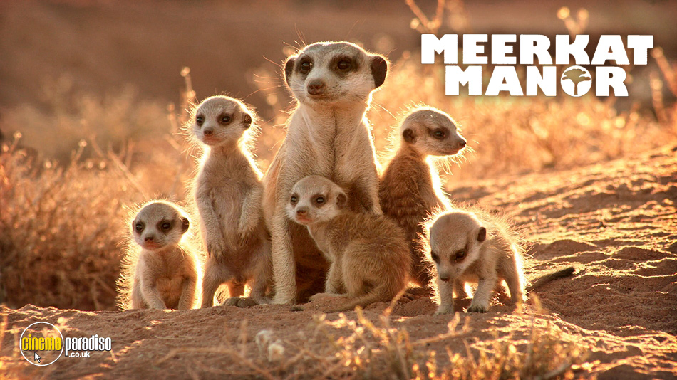 Rent Meerkat Manor (2005-2008) TV Series | CinemaParadiso.co.uk