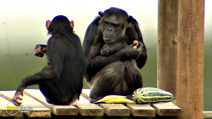 Cinema Paradiso 4K Blu-ray, Blu-ray & DVD Rental service