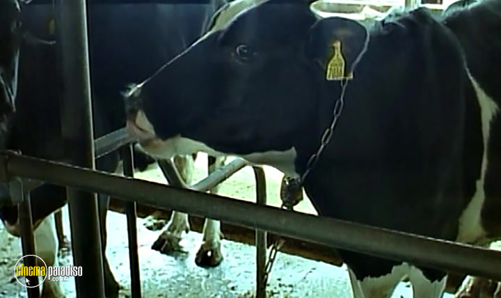 Cinema Paradiso 4K Blu-ray, Blu-ray & DVD Rental service