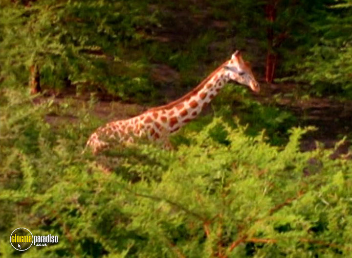 Baby Einstein World Animals A Musical Safari